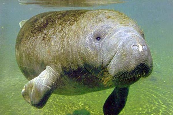 Cuba apuesta por la conservación del manatí - IPS Cuba